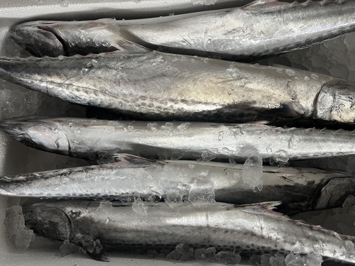 サゴシ5-6㌔5入約5.7kg(定置)【業務用の鮮魚仕入れならウーオ】