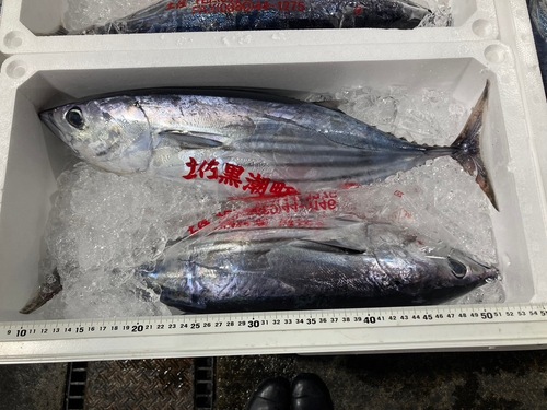 カツオ3/4k1入約3kg(釣)【業務用の鮮魚仕入れならウーオ】