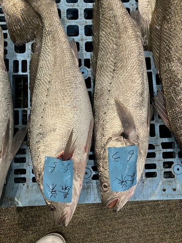 ニベ4〜6k台2入約10kg(巻網) | UUUO(ウーオ)