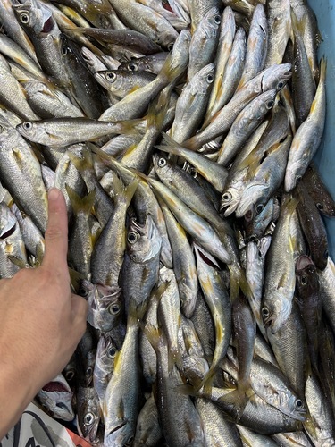 クロムツ約5kg(定置) | UUUO(ウーオ)