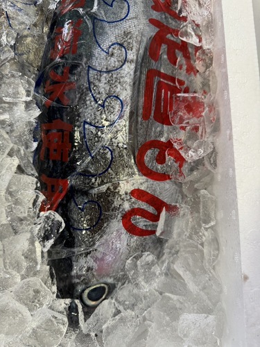 ヨコワ1入約6.7kg(定置) | UUUO(ウーオ)