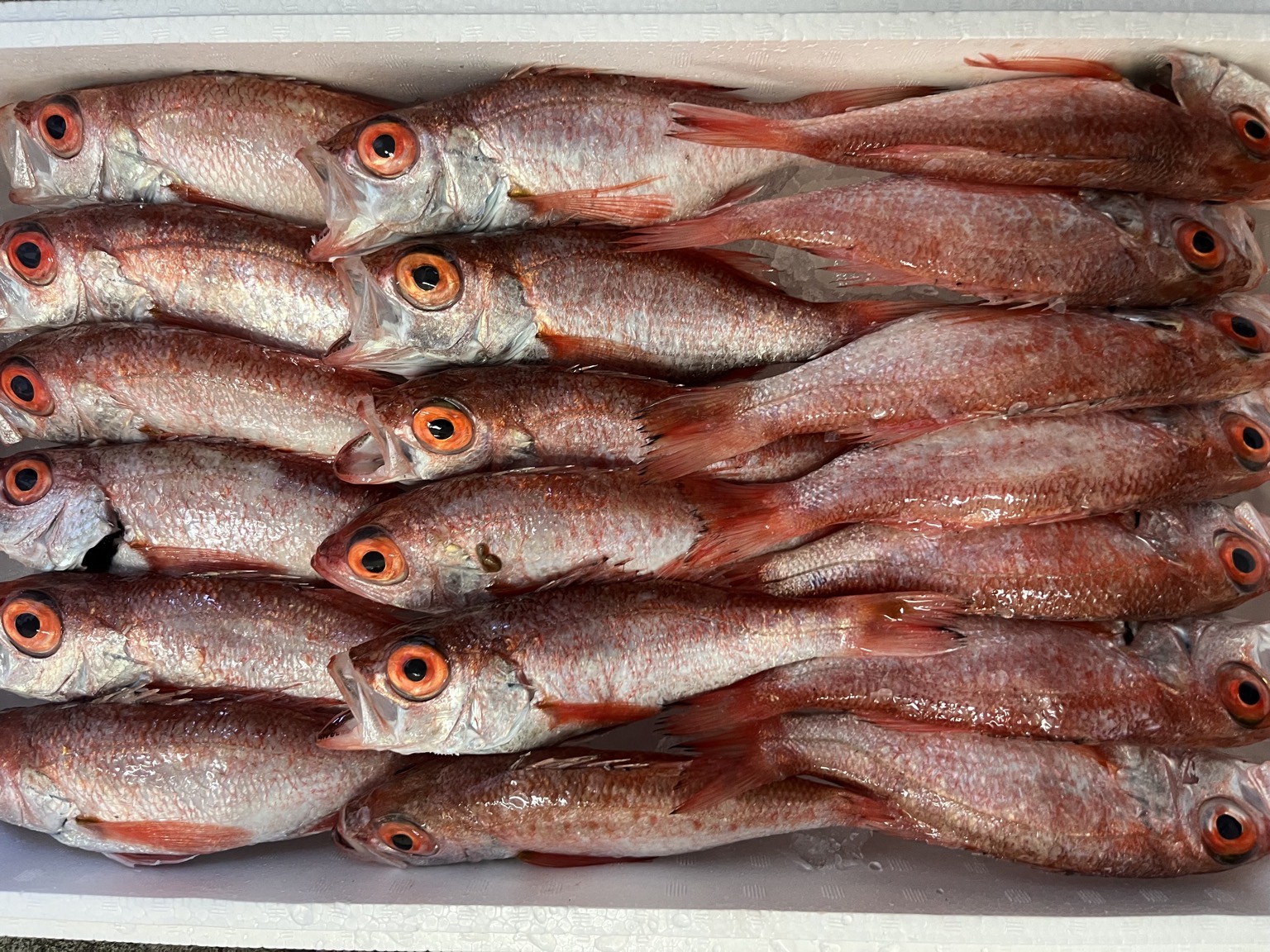 ノドグロ(アカムツ)19入約3kg(底曳) | UUUO(ウーオ)