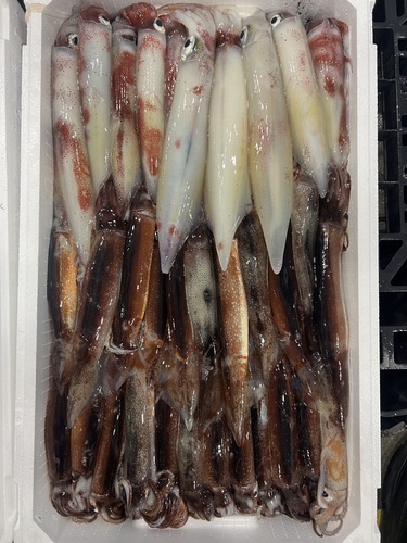 鮮魚BOX約4kg(釣)【業務用の鮮魚仕入れならウーオ】