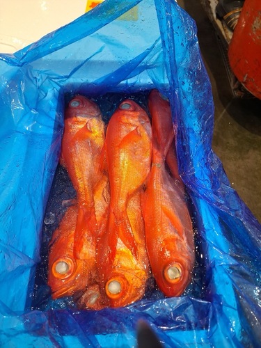 キンメダイ3入約3.6kg(釣)【業務用の鮮魚仕入れならウーオ】