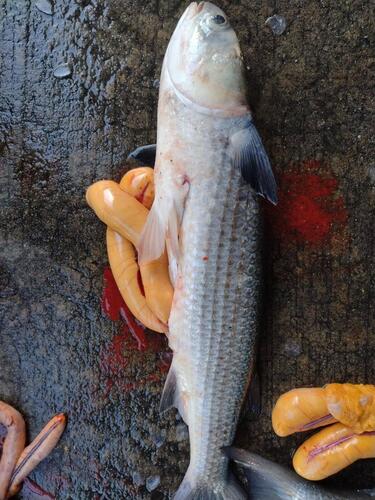 ボラ5入約10.5kg(巻網)【業務用の鮮魚仕入れならウーオ】