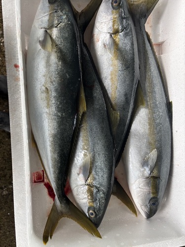 ヒラマサ7-8k台4入約7.9kg(定置)【業務用の鮮魚仕入れならウーオ】