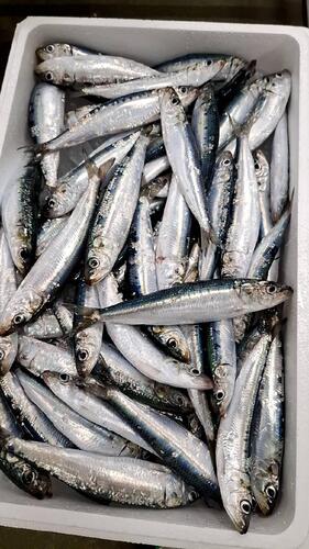 マイワシ平箱 60~65入約3kg(沿岸)【業務用の鮮魚仕入れならウーオ】