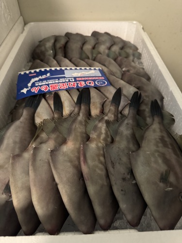 カワハギ28入約5.3kg(定置)【業務用の鮮魚仕入れならウーオ】