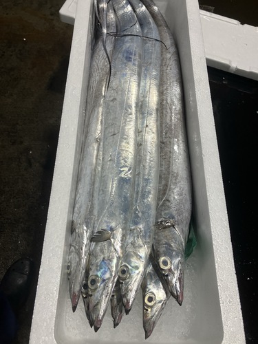 タチウオ(定置)【業務用の鮮魚仕入れならウーオ】