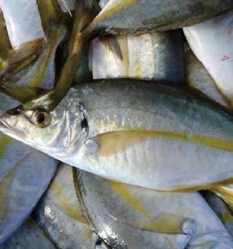 シマアジ2k台2入約2kg(定置)【業務用の鮮魚仕入れならウーオ】