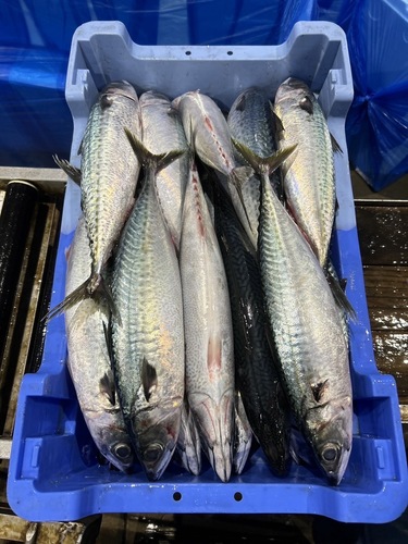 ゴマサバ6.5/7k 10入約6.5kg(沿岸)【業務用の鮮魚仕入れならウーオ】