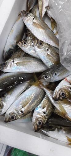 豆アジ約5kg(定置)【業務用の鮮魚仕入れならウーオ】