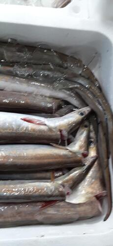 ハモ12入約5kg(底曳)【業務用の鮮魚仕入れならウーオ】