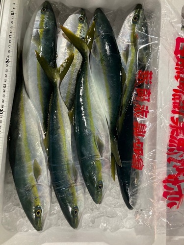 ハマチ12/13k3入約12kg(巻網) | UUUO(ウーオ)