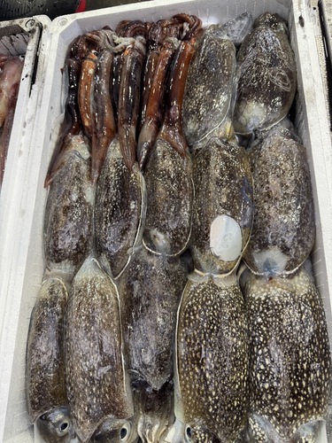 鮮魚BOX約5.5kg(定置)【業務用の鮮魚仕入れならウーオ】