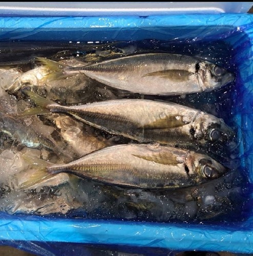 マアジ19/20入約5kg(沿岸) | UUUO(ウーオ)