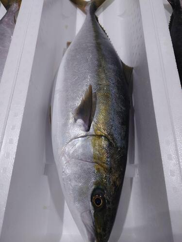 ブリ7-9k1入約8kg(定置)【業務用の鮮魚仕入れならウーオ】