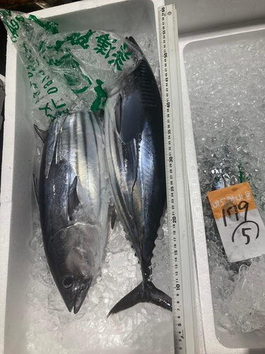 カツオ5.5k前後2入約5.5kg(釣)【業務用の鮮魚仕入れならウーオ】