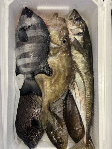 鮮魚BOX約5.5kg(定置)【業務用の鮮魚仕入れならウーオ】