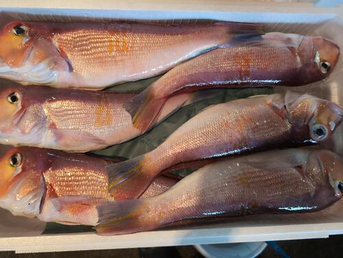 アマダイ6入約4.3kg(釣)【業務用の鮮魚仕入れならウーオ】