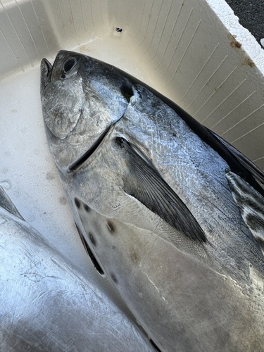 スマ5㌔台3入約5kg(定置) | UUUO(ウーオ)