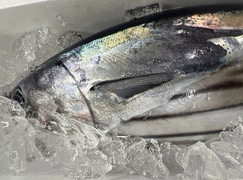 カツオ4/5k1入約4kg(釣)【業務用の鮮魚仕入れならウーオ】
