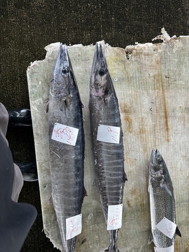 カマスサワラ12-14k台1入約13.5kg(定置) | UUUO(ウーオ)