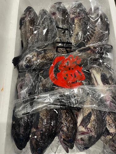 クロメバル8/12入約3kg【業務用の鮮魚仕入れならウーオ】