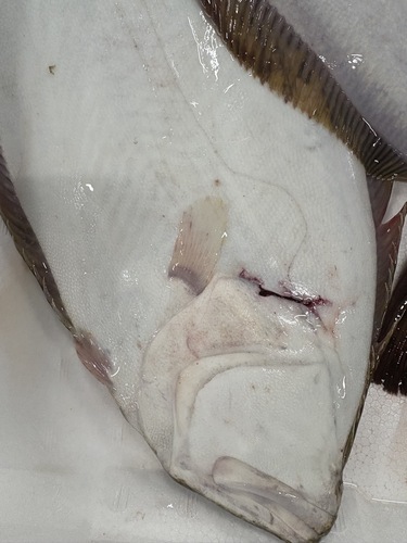 活〆ヒラメ4入約5.6kg(定置)【業務用の鮮魚仕入れならウーオ】