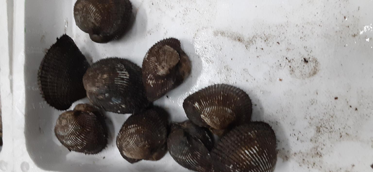 赤貝16入約3.4kg(底曳)【業務用の鮮魚仕入れならウーオ】