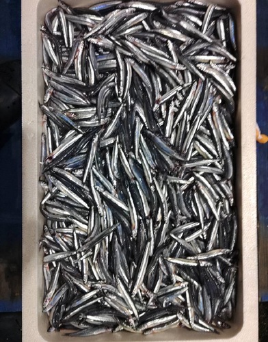 キビナゴ約2.5kg(刺網) | UUUO(ウーオ)