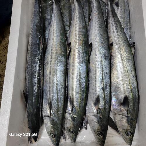 活〆サゴシ中0.74キロ～0.85キロ10入約8kg【業務用の鮮魚仕入れならウーオ】