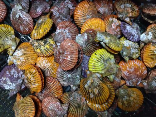 ヒオウギ特大サイズ90〜100mm25入約3kg【業務用の鮮魚仕入れならウーオ】