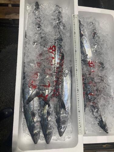 サワラ5入約5.5kg(定置)【業務用の鮮魚仕入れならウーオ】