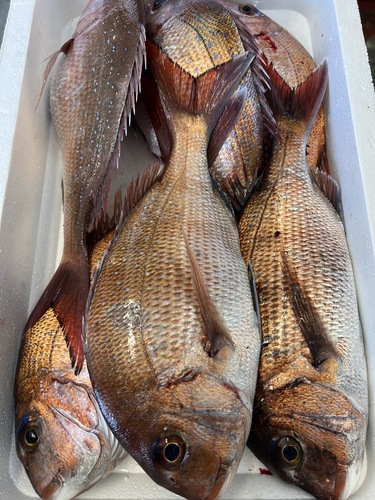 マダイ6入約4.6kg(定置)【業務用の鮮魚仕入れならウーオ】