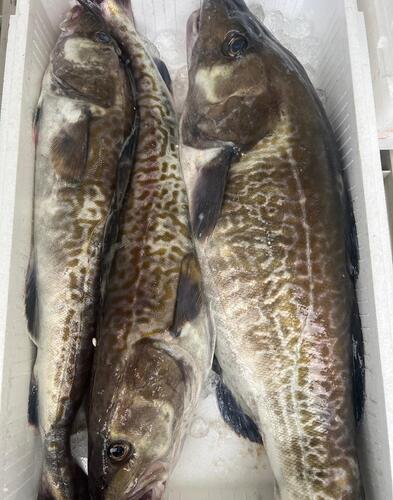 マダラメス7/8k1入約7kg(沿岸)【業務用の鮮魚仕入れならウーオ】