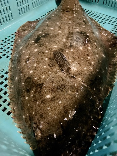 神経〆ヒラメ肉厚1入約2.9kg(釣) | UUUO(ウーオ)