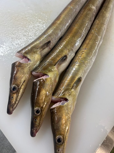 神経〆ハモ1.3〜2k(5〜7入)6入約9kg(底曳) | UUUO(ウーオ)