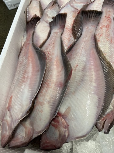 アカガレイ10-12尾約5kg(底曳)【業務用の鮮魚仕入れならウーオ】