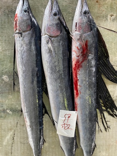 バショウカジキ | UUUO(ウーオ)