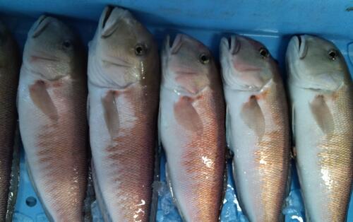 シロアマダイ3入約1.9kg(釣)【業務用の鮮魚仕入れならウーオ】