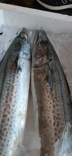 サワラ1入約2.3kg(釣)【業務用の鮮魚仕入れならウーオ】