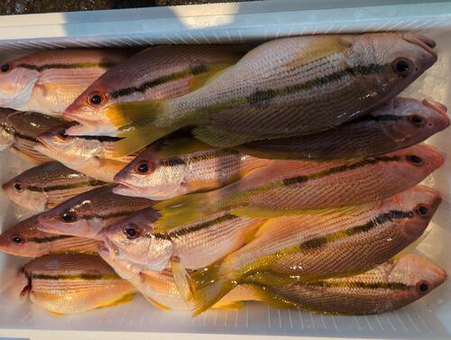 活〆ヨコスジフエダイ16入約5.5kg(定置)【業務用の鮮魚仕入れならウーオ】