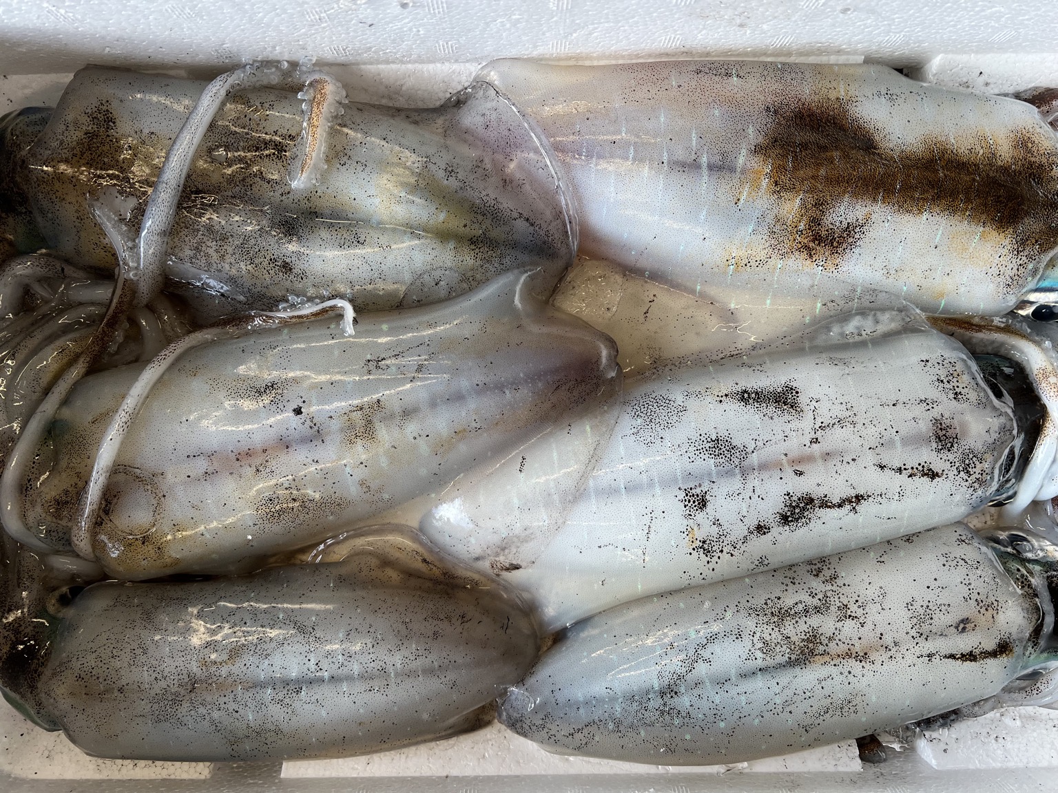 アオリイカ6入約3kg(定置)【業務用の鮮魚仕入れならウーオ】