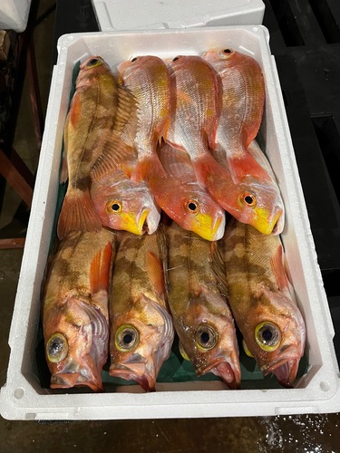 鮮魚BOX約5.4kg(沿岸)【業務用の鮮魚仕入れならウーオ】