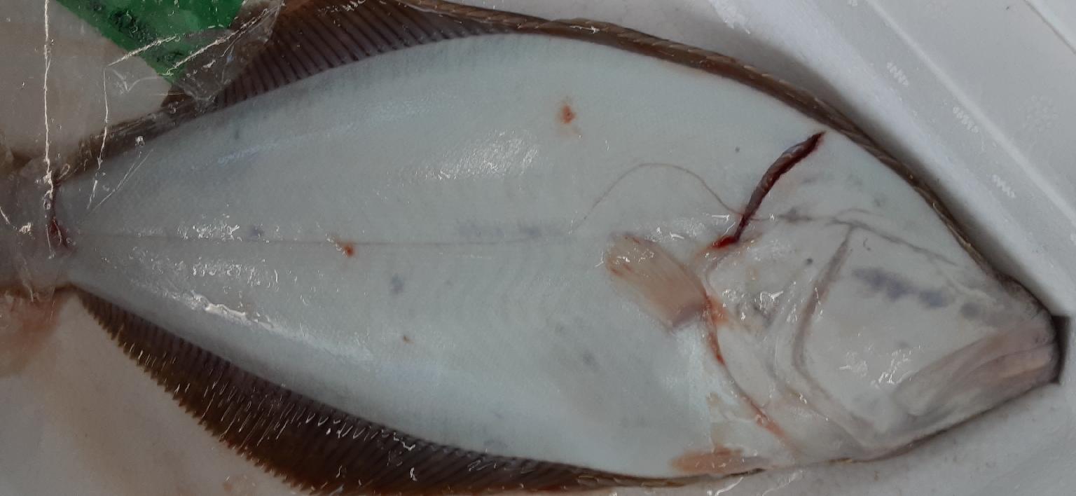 活〆ヒラメ2入約1.1kg(定置)【業務用の鮮魚仕入れならウーオ】