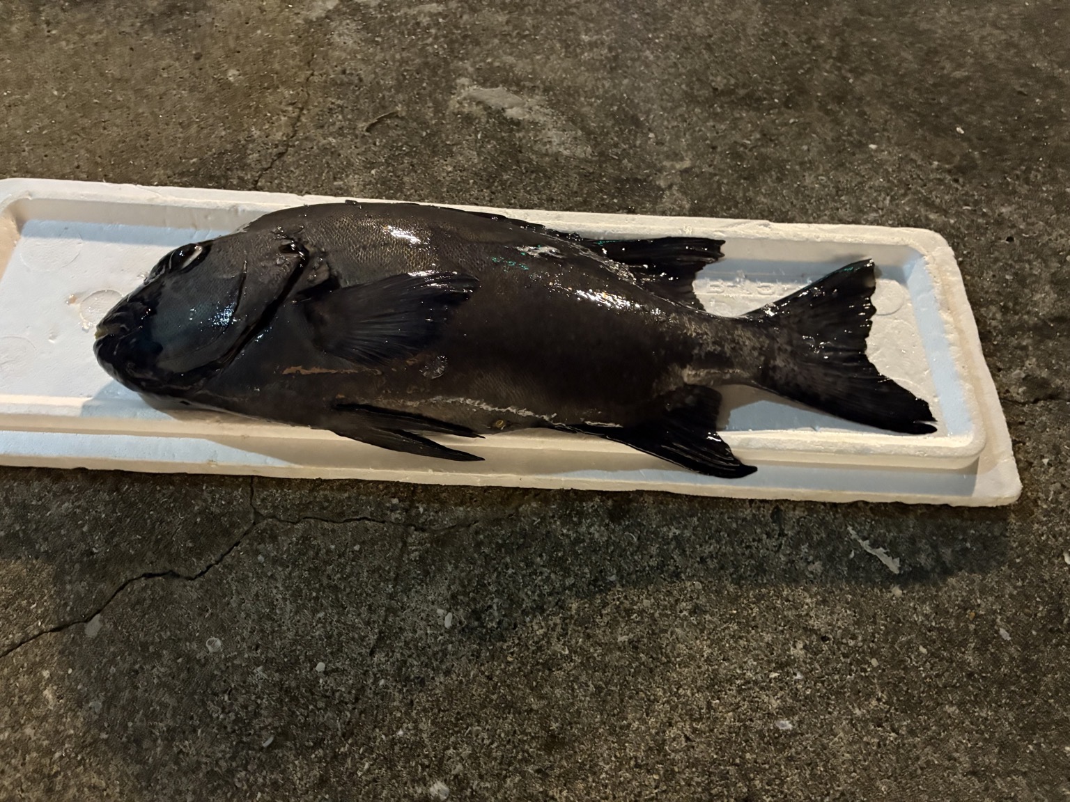 活〆イシダイ【特大】2入約10.7kg(銛突)【業務用の鮮魚仕入れならウーオ】