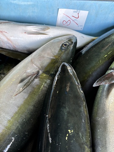 ブリ1入約10.3kg(巻網)【業務用の鮮魚仕入れならウーオ】