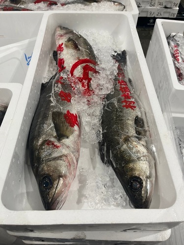 スズキ2/3尾4/5k約4kg(定置)【業務用の鮮魚仕入れならウーオ】