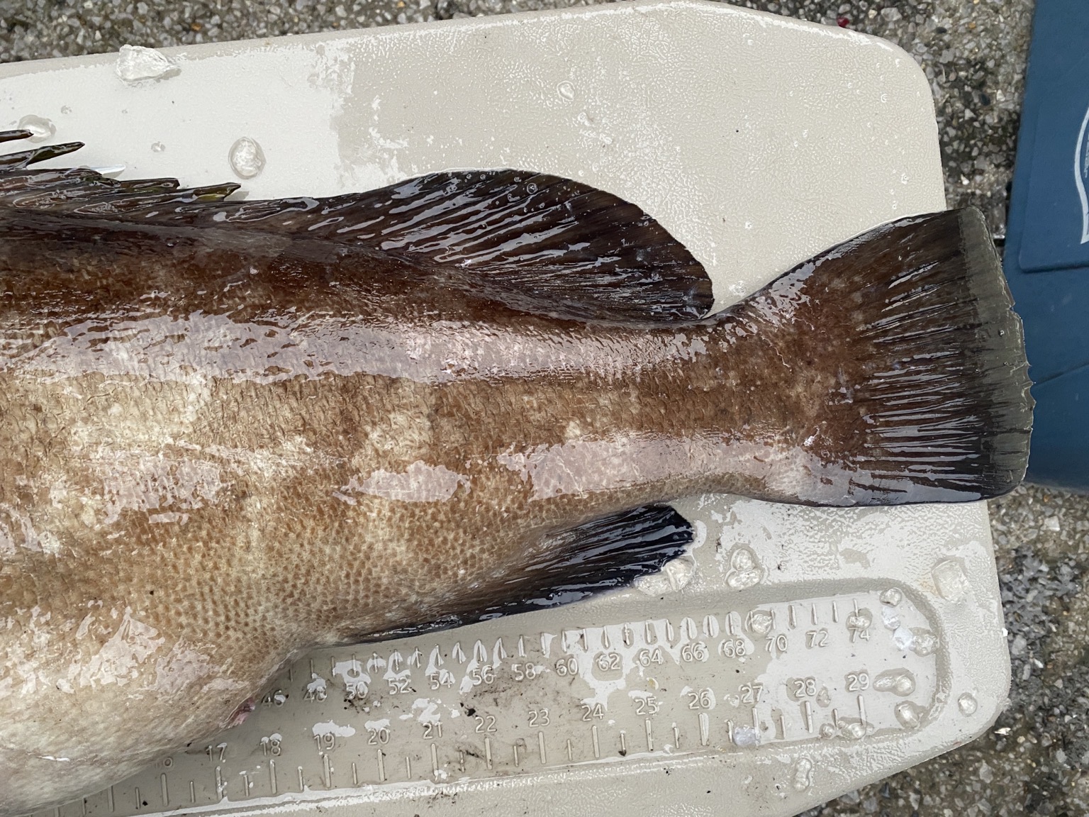 神経〆クエ1入約11.3kg(銛突)【業務用の鮮魚仕入れならウーオ】